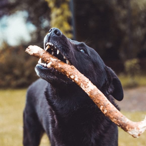 Easy Tips For Keeping Up With Your Dog's Dental Hygiene - Doggy XYZ