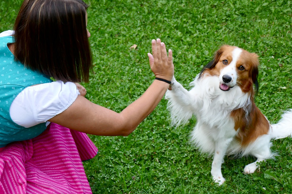 How Do Dogs Communicate With Us? - Doggy XYZ