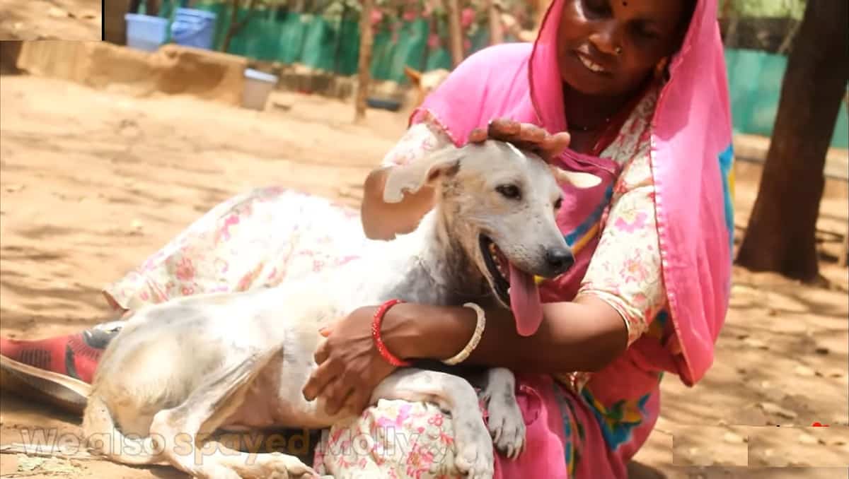 This Seriously Injured Stray Dog Had Hours Left To Live, But Her ...