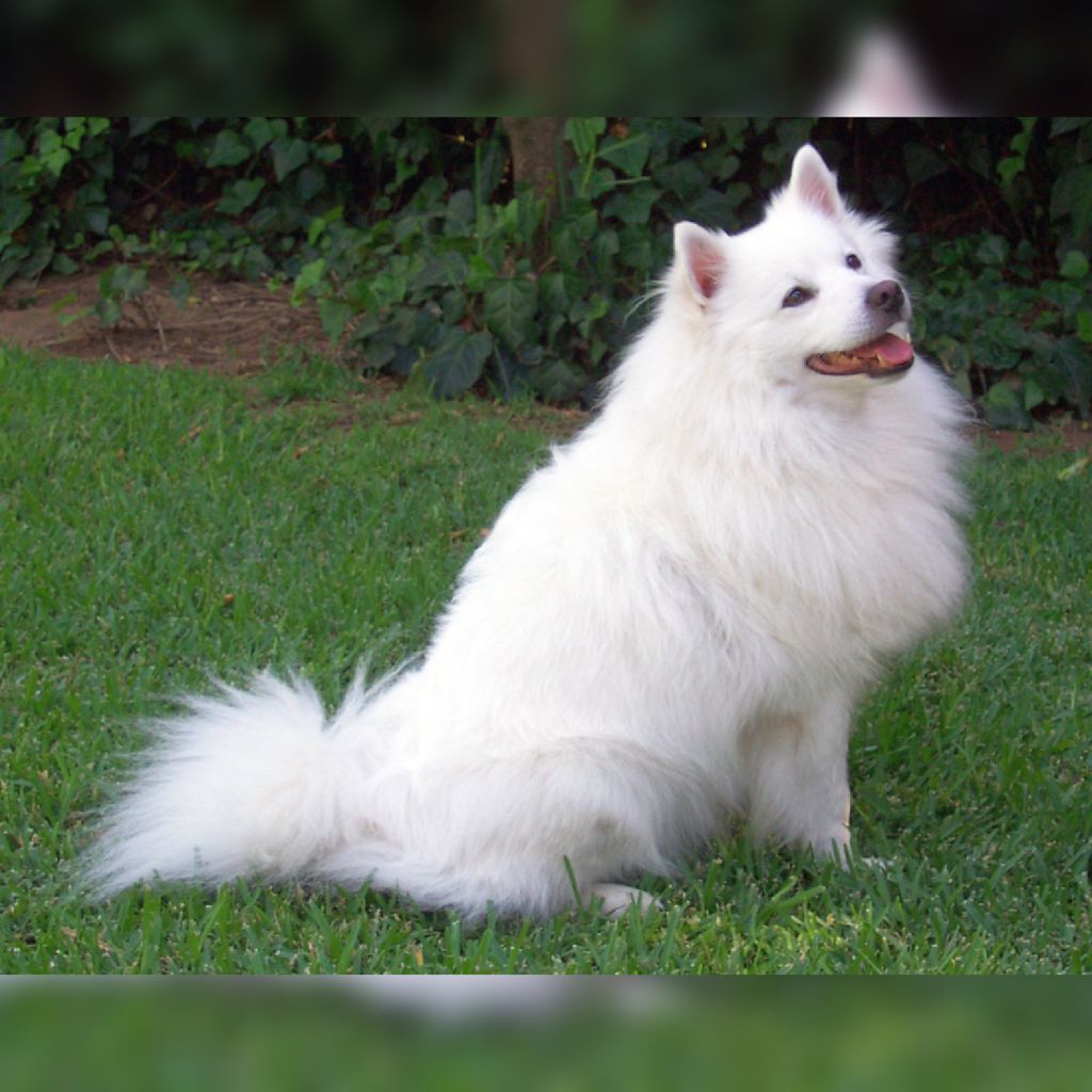 Top 5 Indian Dog Breeds - Doggy XYZ
