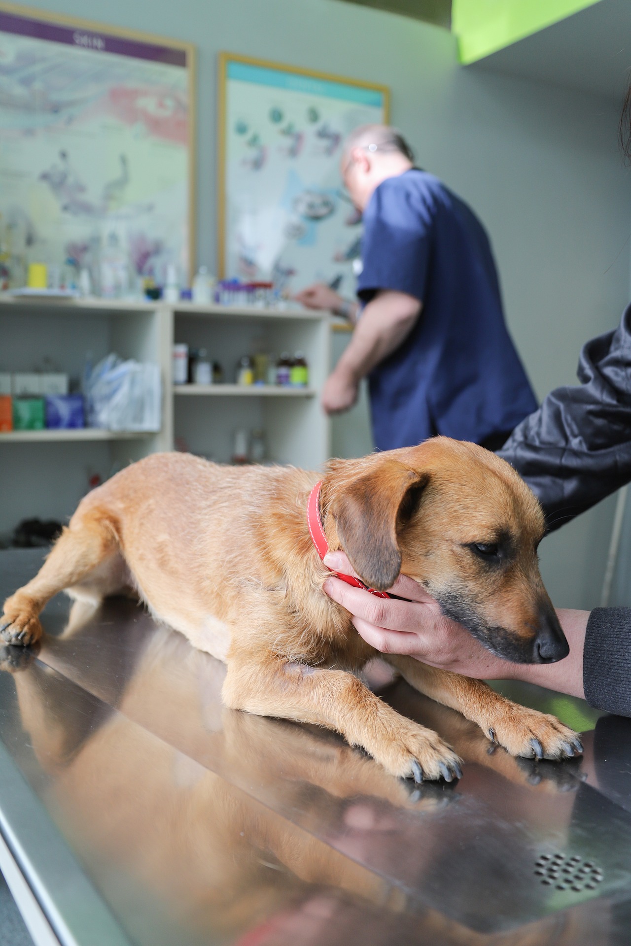 Coccidia In Dogs: Here's What Pet Owners Need To Know - Doggy XYZ