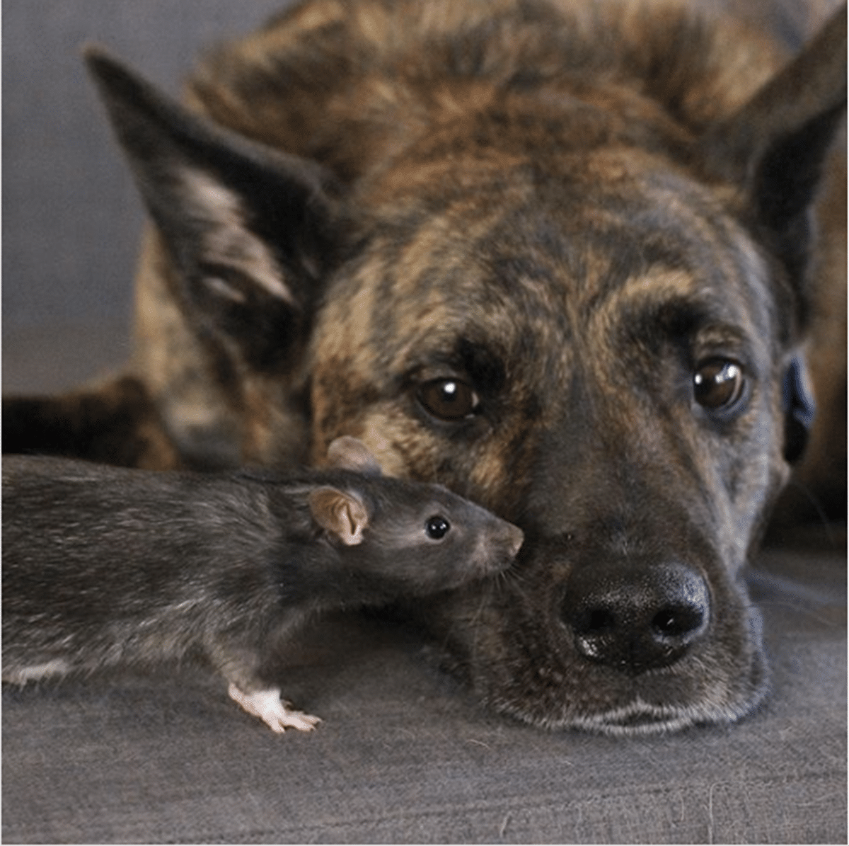 Dog Takes Care Of A Dying Rat Then Becomes Best Friends - Doggy XYZ